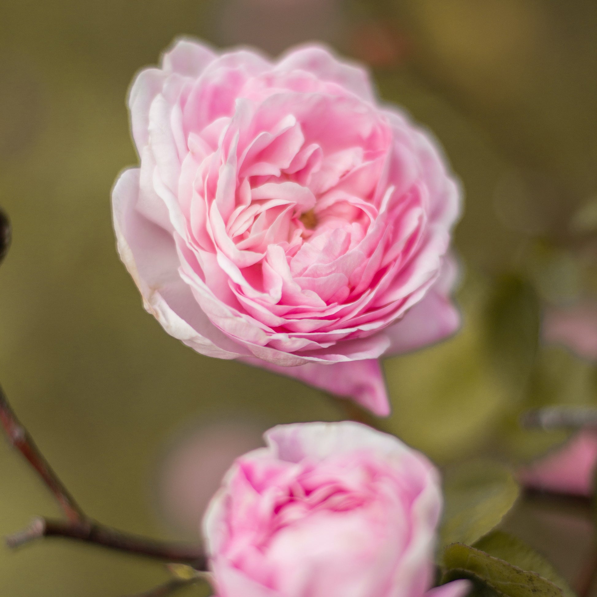 Rose | Authentic Indian Attar | Gulab Attar – Raahi Parfums